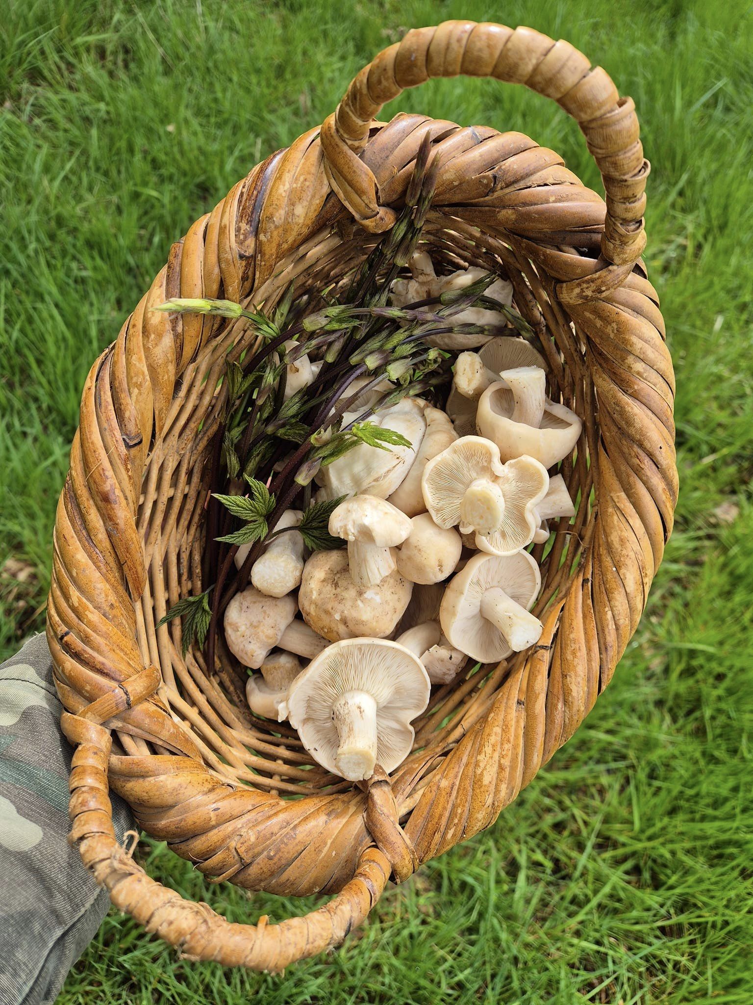 Foraging in the Cotswolds ∙ A seasonal guide – Taste of the Cotswolds